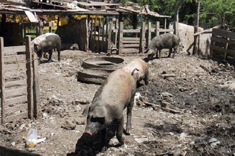 Brote de triquinosis en Córdoba Actualidad Campo en acción