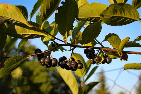 과일 초크베리 아로니아 과일 아름다운 초크 베리 열매 배경에 하늘로 아로니아 가지 초크베리 베리 0명에 대한 스톡 사진 및 기타 이미지 Istock