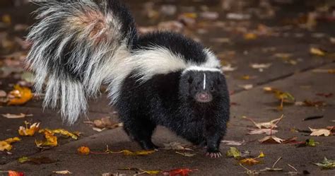Understanding The Odor What Smells Like Skunk But Isnt Skunk