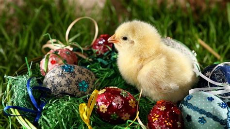 Why Are Rabbits A Symbol Of Easter