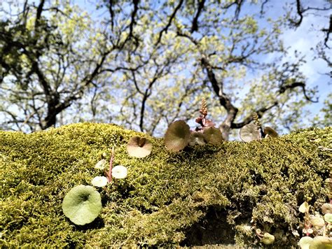 Forest Resilience Through Biodiversity