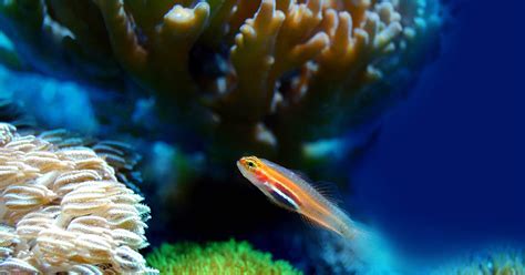 Da Li Ribice Spavaju Kako To Rade I Gdje Im Je Najudobnije