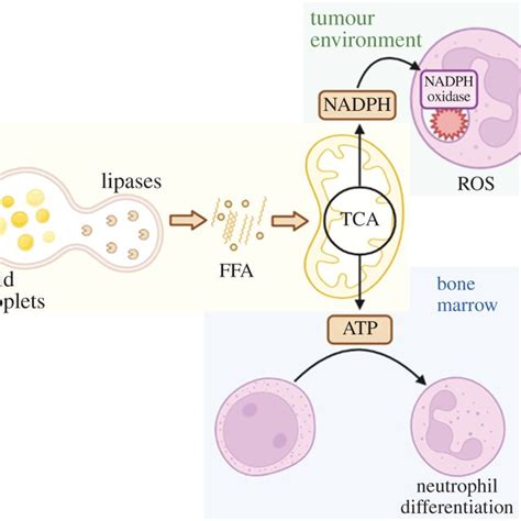 Fao Is Important For Neutrophil Differentiation In The Bone Marrow And