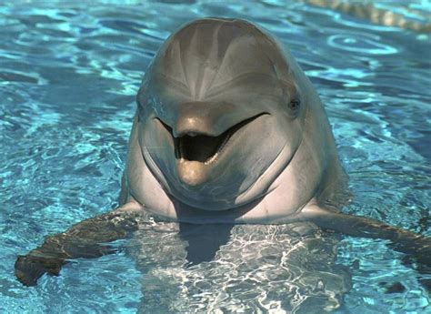 Free Download 3d Dolphin Wallpaper Dolphins 3d Dolphin Wallpaper
