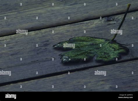 Wet Leaf On A Wooden Step After Rain Wood Texture And Moisture Are