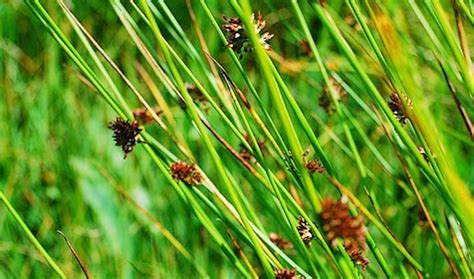 Jonc épars Saint Pierre Et Miquelon Balade Randonnée Près De Chez