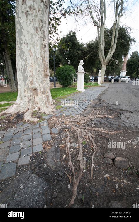 Tree Roots Damage Pavement Hi Res Stock Photography And Images Alamy