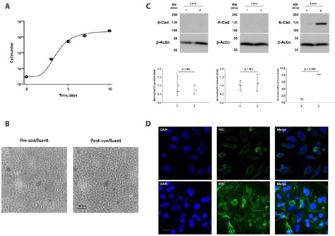 Growth Curve And Cadherin Expression Before Lane 1 And After
