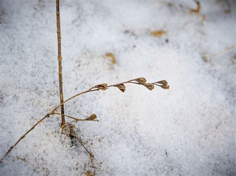 Small Sundrops In January 2022 By Erik Danielsen · Inaturalist