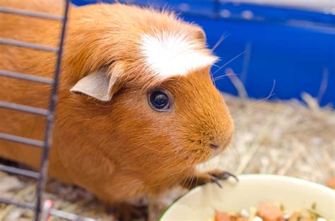 American Crested Meerschweinchen Pflege Haltung Charakter
