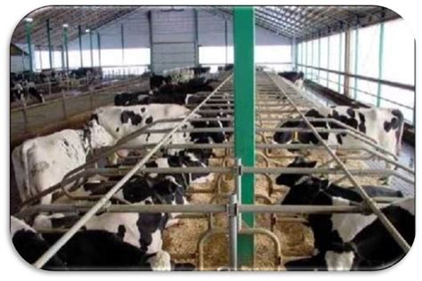 Dairy Cow Comfort Using Cow Behaviour To Judge Free Stall Versus Tie