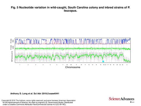 Fig Nucleotide Variation In Wild Caught South Carolina Colony And