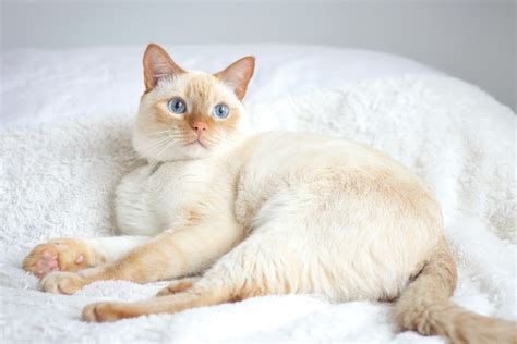 Siamese Flame Point Cats Wallpapers Wallpaper Cave