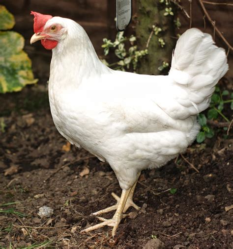 Types Of Laying Hens Modern Farming Methods