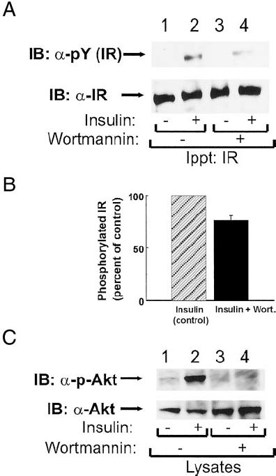 Insulin Stimulated Autophosphorylation Of The Insulin Receptor Is