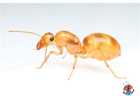 Ant Queens Understanding Ant Queens Colony Founders The Ant Vault