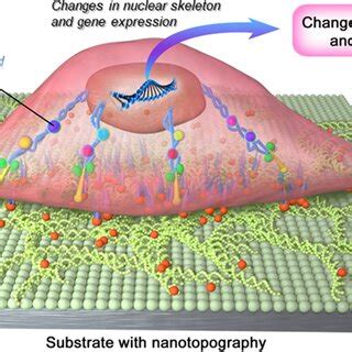 Focal Adhesion Mediated Regulation Of Nanotopographies On Cellular Download Scientific Diagram