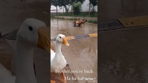 Kacha Badam Funny Animal Youtube