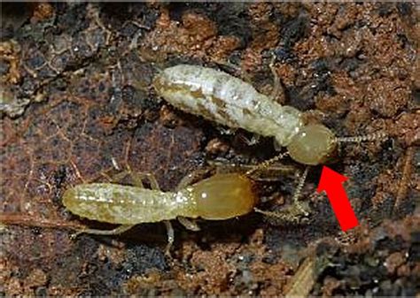 Order Isoptera Ent 425 General Entomology