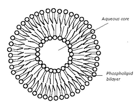 Schematic Representation Of A Liposome Vesicle Download Scientific
