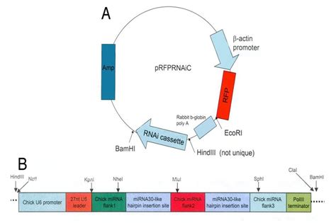 Schematic View Of Prfprnaic Vector Modified From Das Et Al 2006 An