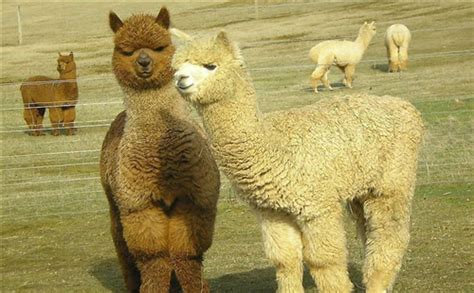 其他宠物饲料 其他宠物食品 其他宠物饲料另行规定