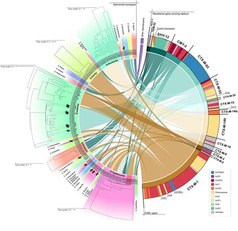 Attribution Of The Salmonella Serovar To The Respective Esblampc Gene