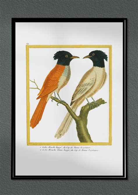 Plakat Ptaki egzotyczne stara grafika na ścianę 21x30 A4 DodoPrint