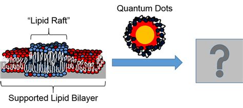 Quantum Dots And Lipid Rafts Analytical Chemistry Solves A Nanoscale Mystery Sustainable Nano