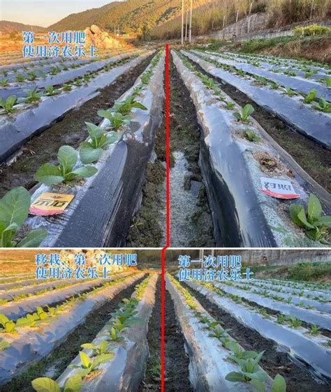 打破传统种植模式，以结果为导向，济农乐土助力晒黄烟生产 知乎