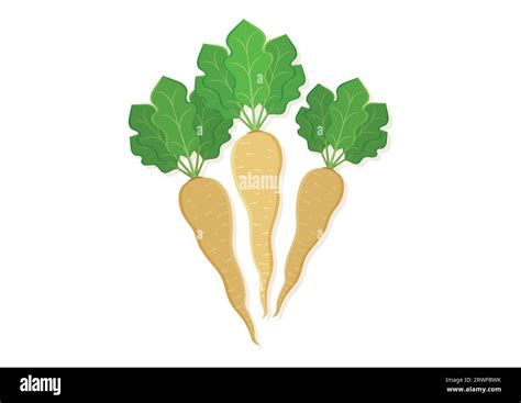 Vector Illustration Of Parsnip Fresh Vegetable Delicious Healthy Food