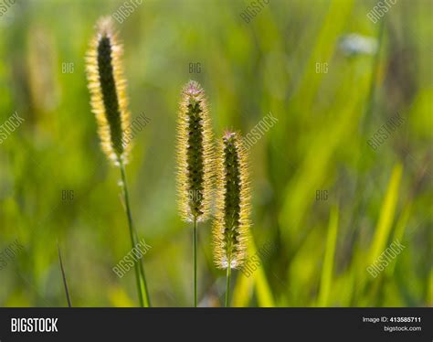 Spikelets Grass On Image And Photo Free Trial Bigstock