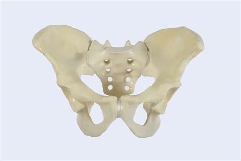 Pelvis Intact Lacquered Synbone Switzerland Malaysia Bones Product