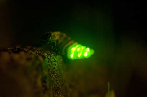 Where Can You See Fireflies In The World View Traveling