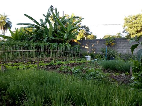 Lei Municipal Que Regula Agricultura Urbana Sustentável é Sancionada Em