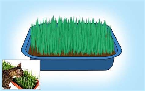 How To Grow A Cat Grass Bed Artofit