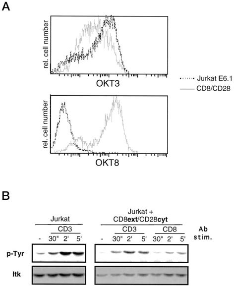 Stimulation Through The Tcr But Not A Cd28 Chimera Leads To Rapid And