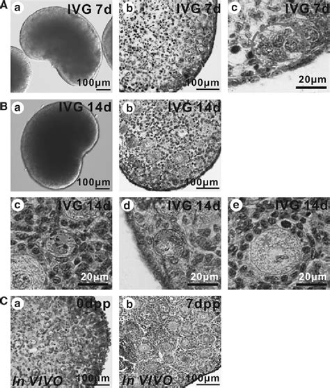 Figure 1 From Recovery Of Functional Oocytes From Cultured Premeiotic