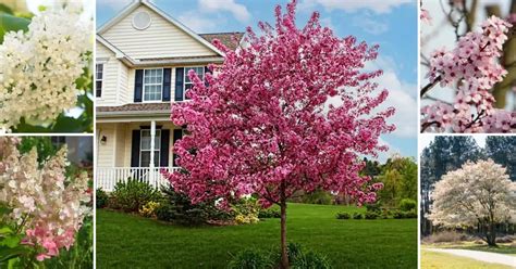 10 USDA Zone 4 Flowering Ornamental Trees