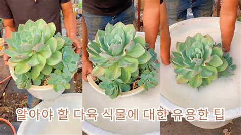 알아야 할 다육 식물에 대한 유용한 팁 46 부 Youtube