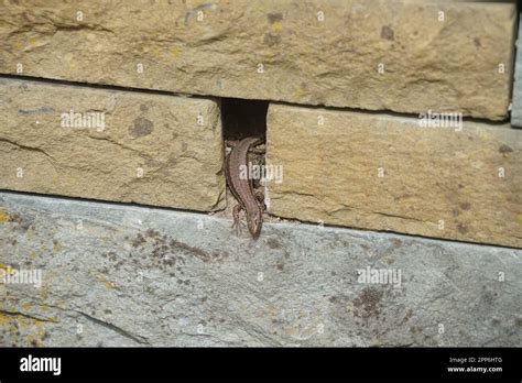 Lizard On A Wall A Lizard In Spring Sunbathes On A Wall Stock Photo Alamy