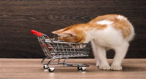 Quanto Costa Mantenere Un Gatto Le Spese Necessarie