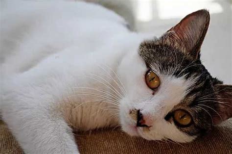 猫咪结膜炎怎么治疗？ 知乎