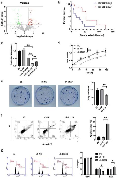 Long Non Coding Rna Linc01224 Regulates Hypopharyngeal Squamous Cell