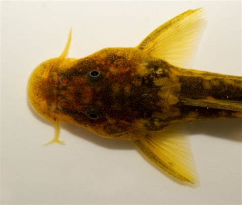 Chiloglanis Paratus