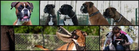 Kennel Bone Biters Home Facebook