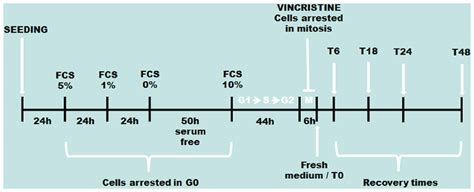 Cell Synchronization Protocol By Double Blockade In The A549 Cell Line