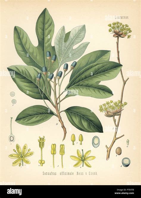 White Sassafras Sassafras Albidum Sassafras Afficinale
