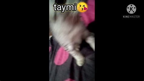 My Cats Ang Likot Ni Taymi Youtube