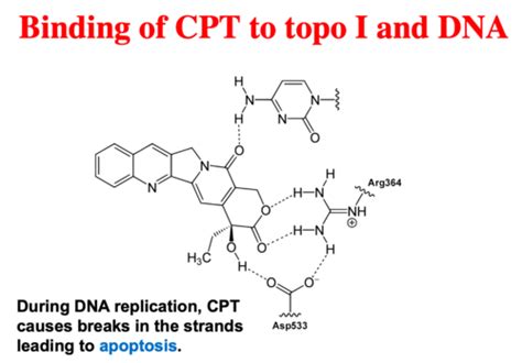 Mct Block 1 Clinical Correlation Pp Questions Flashcards Quizlet